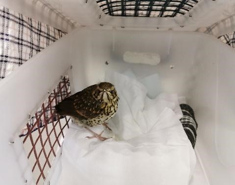Initial Care of a Thrush Fledgling