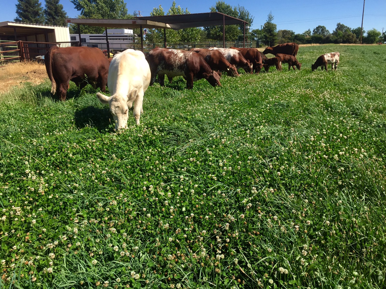 Shorthorn breeder | United States | JP Bar Ranch