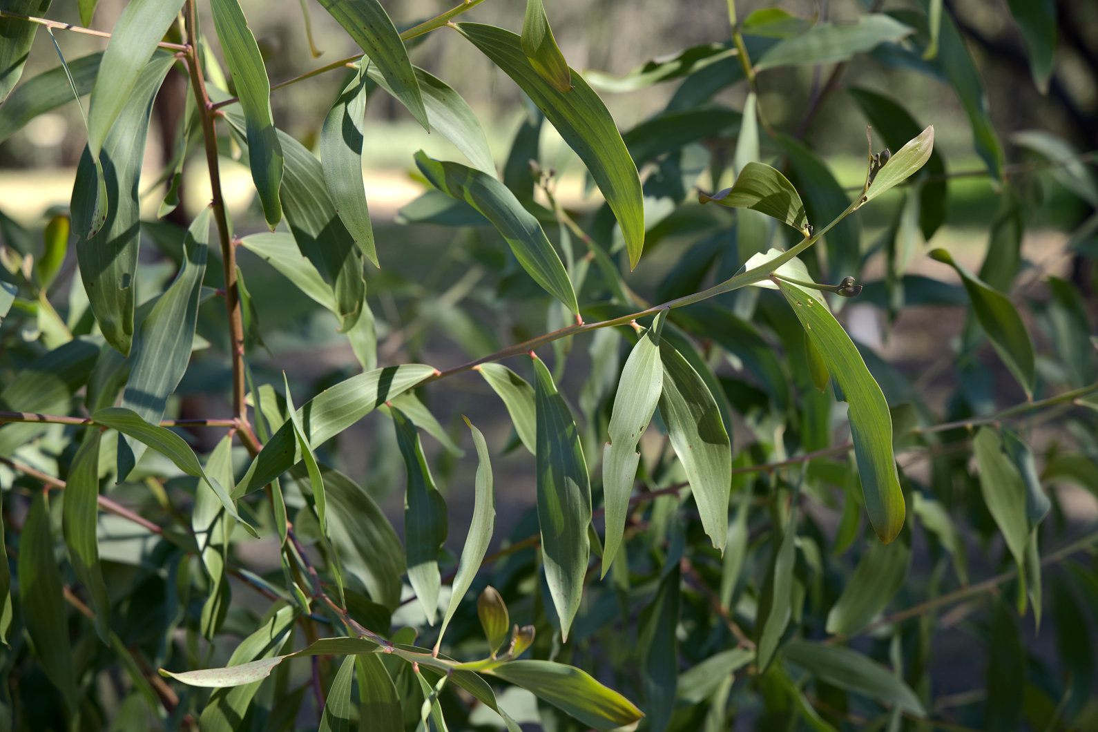 LAMBS TAIL WATTLE