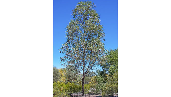 SILVER-LEAF IRONBARK