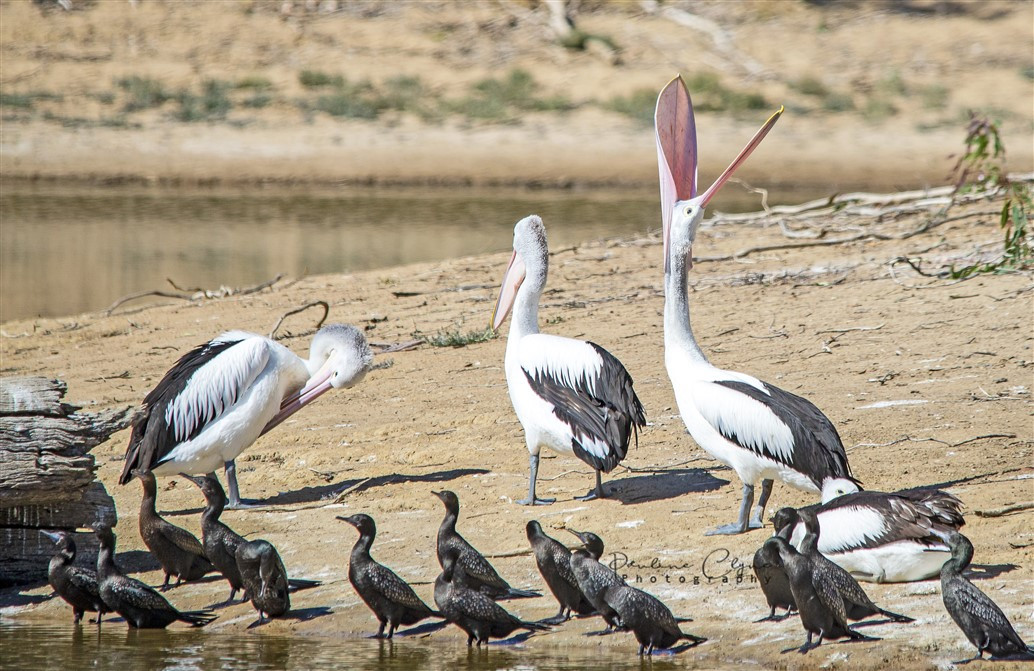 Our Birds | Goondiwindi Botanic