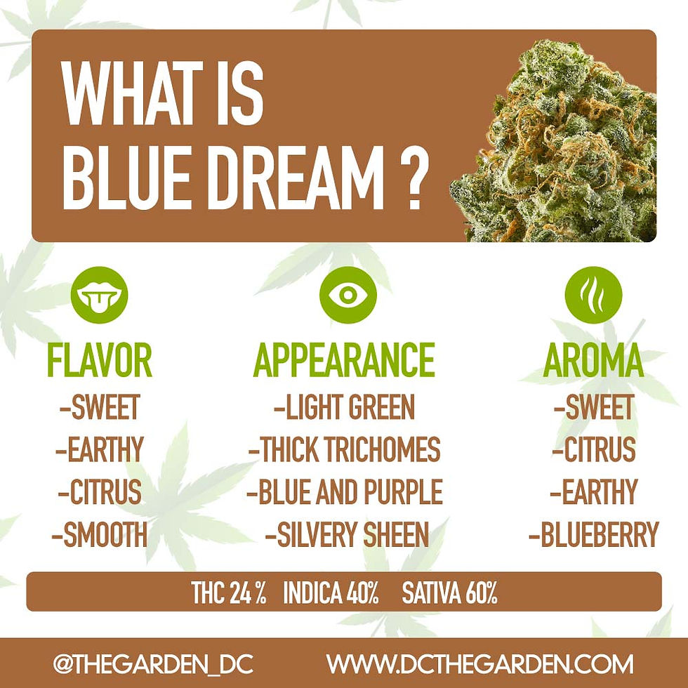 Blue Dream Strain Review: Weed Strain Information