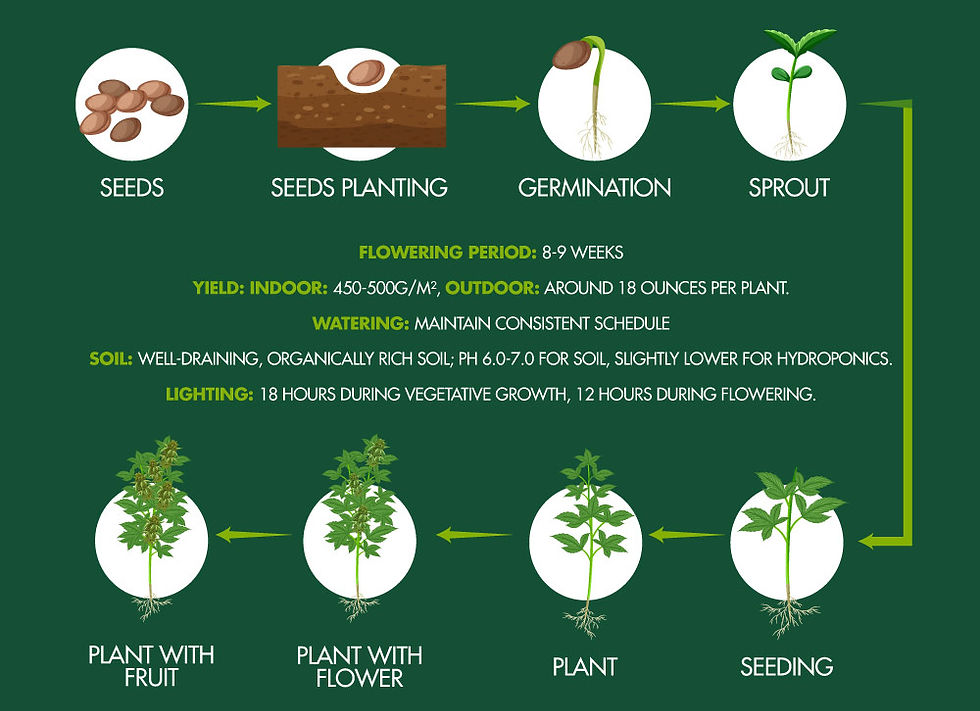 White Runtz Strain: Weed Strain Information