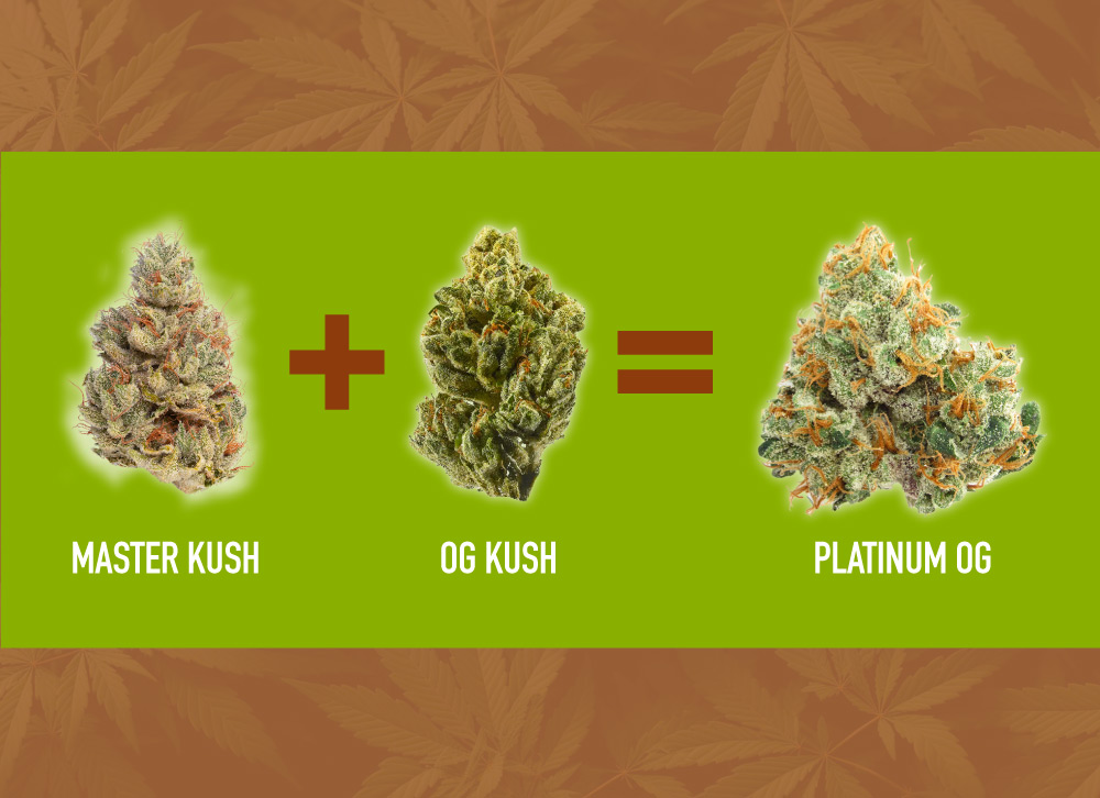 Platinum OG Strain: Weed Strain Information