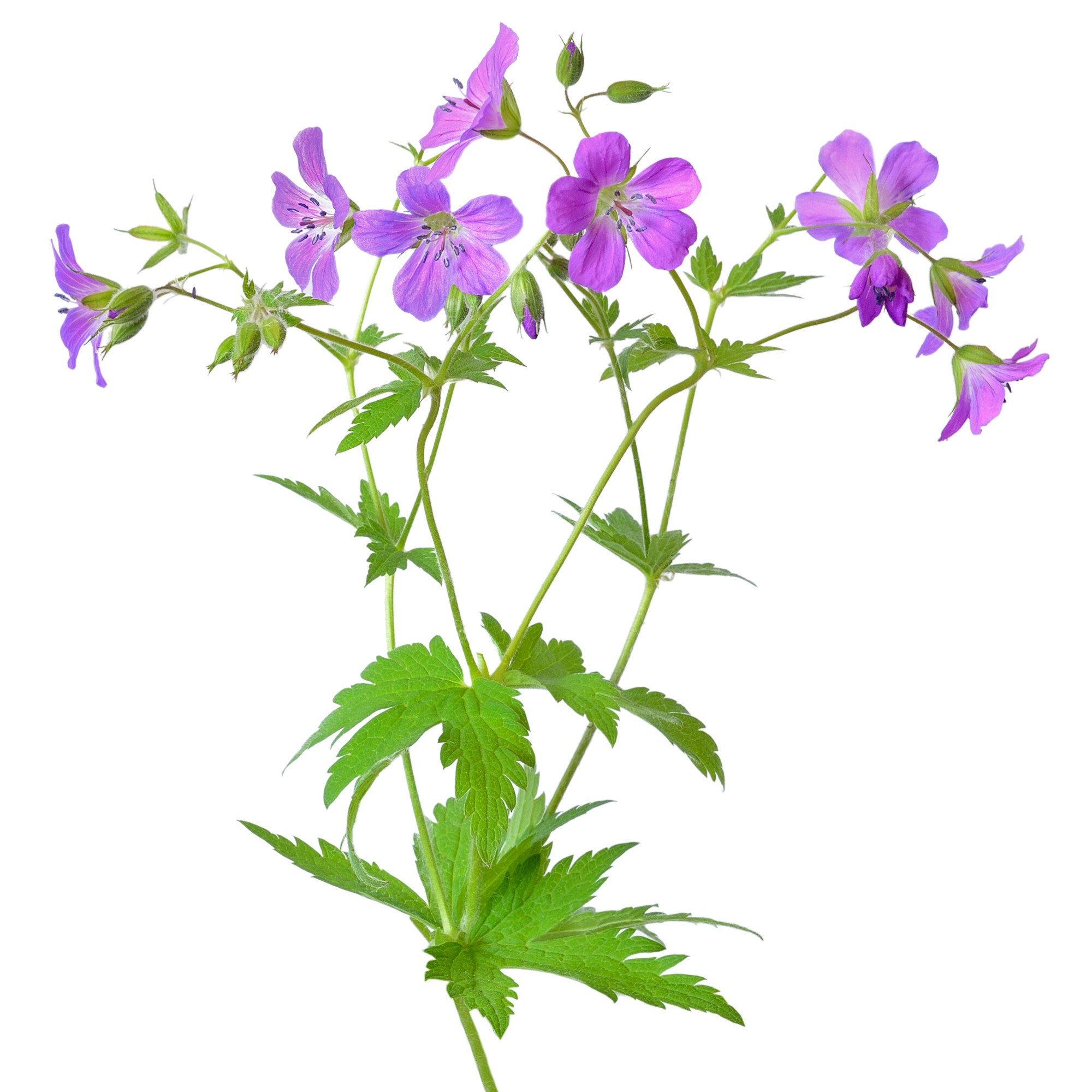 Geranium Maculatum Extract | TheChemistryJournal