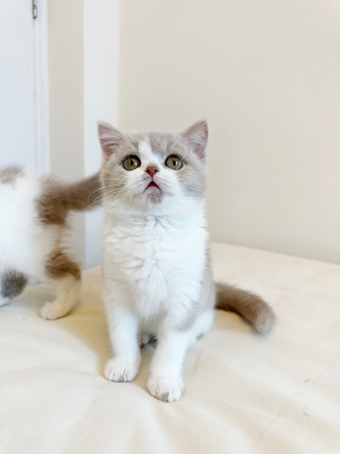 Star | Smitten Kittens SG