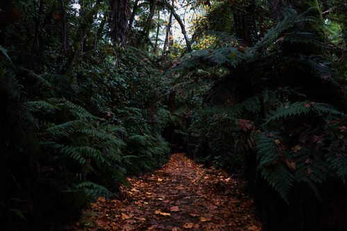 Forgotten Trails Art Print | Burning Pictures