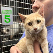 Adoptable Cats | Northeast Missouri Humane Society