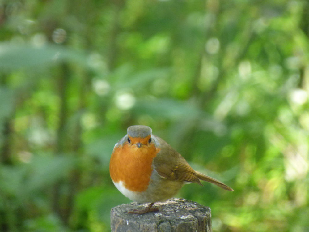 How the Robin Got the Redbreast