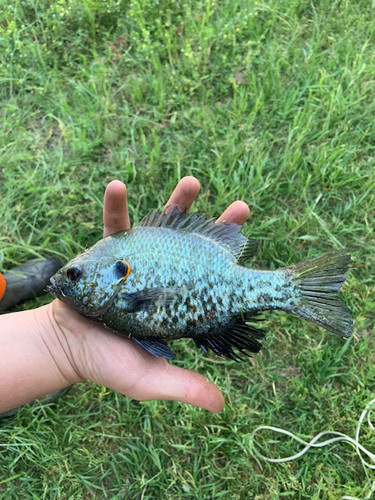 Redear Sunfish (shellcracker) 1-3" | Southland Fisheries