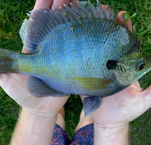 Coppernose Bluegill 3-5" | Southland Fisheries