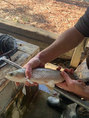Sterile Grass Carp (Sold per fish) | Southland Fisheries