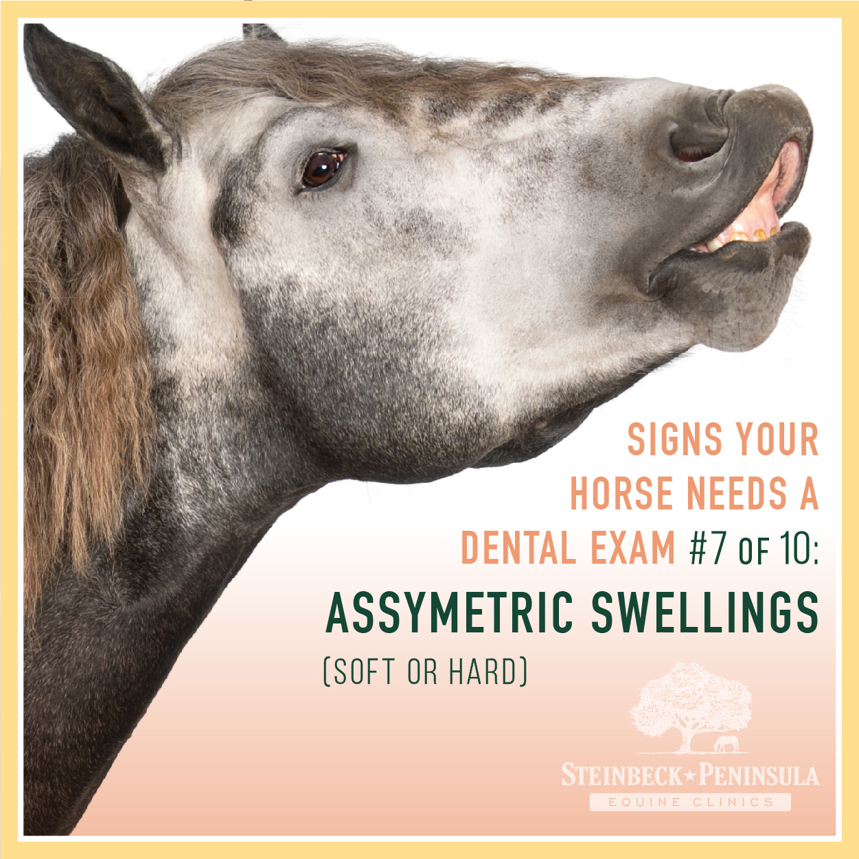 10 Signs Your Horse Needs a Dental Exam