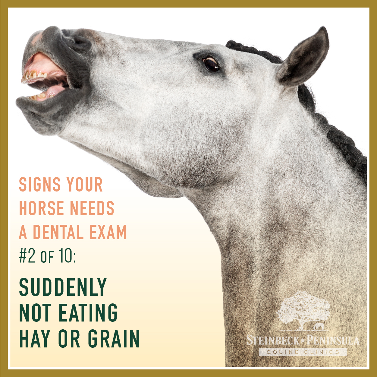 10 Signs Your Horse Needs a Dental Exam