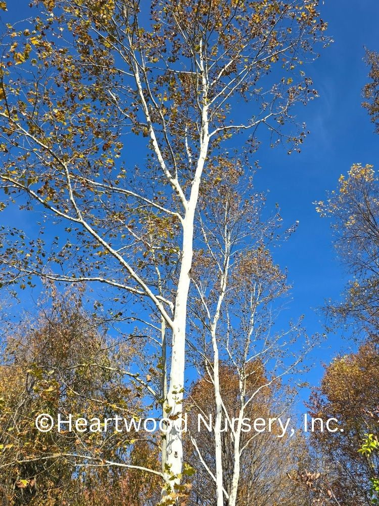 Sycamore | Heartwood Nursery