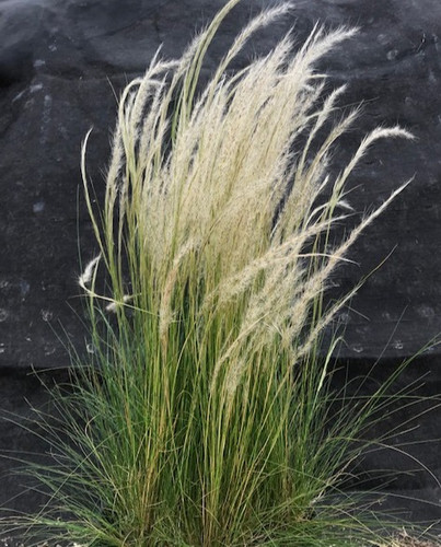 STIPA ICHU | Grassland Growers