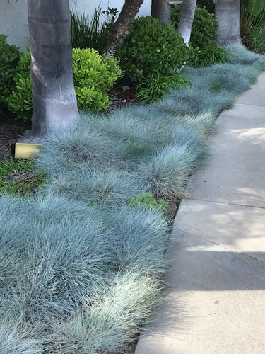 FESTUCA GLAUCA 'BOULDER BLUE' | Grassland Growers