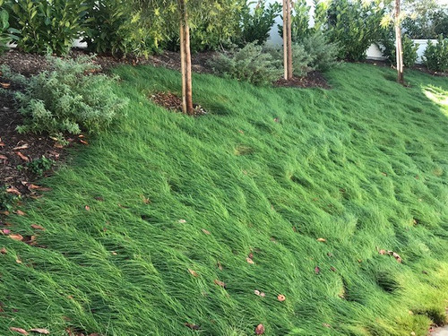 FESTUCA RUBRA ‘MOLATE’ | Grassland Growers