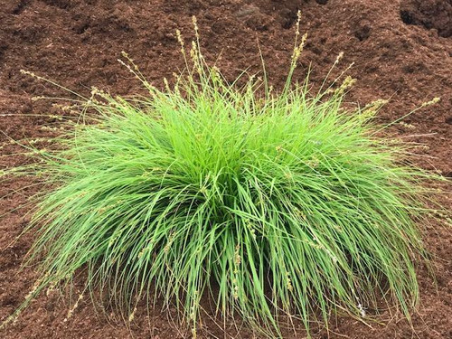 CAREX DIVULSA | Grassland Growers