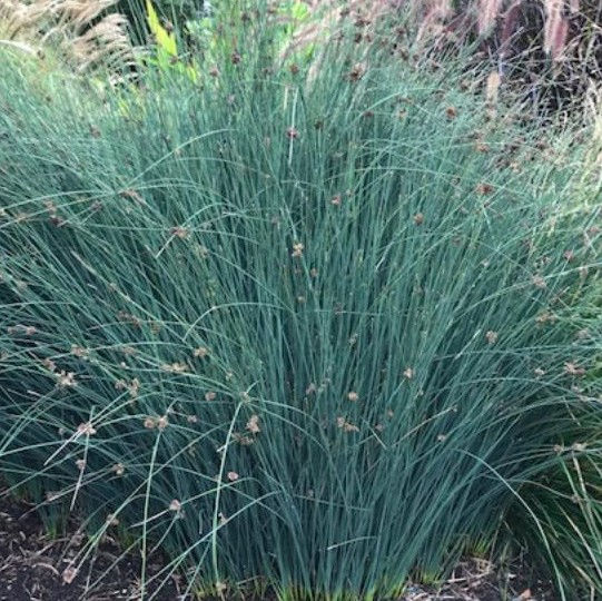 JUNCUS PATENS 'ELK BLUE' | Grassland Growers