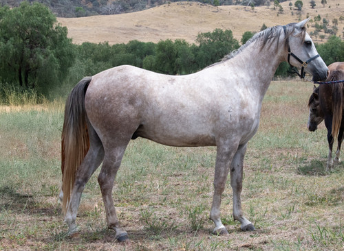 OSO KRUSADER | OSO ARABIANS