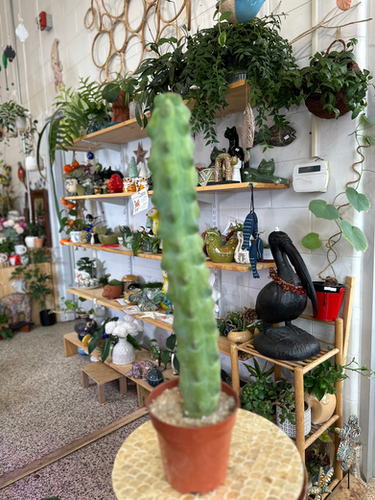 Buy Bobby's Cactus Online | Low-Maintenance Flowering Cactus