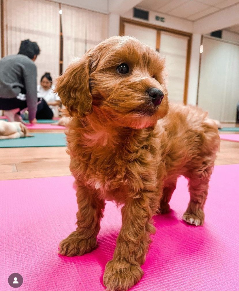 Puppy Yoga with Cavapoo puppies + Friends - Sunday 18th February 6pm ...