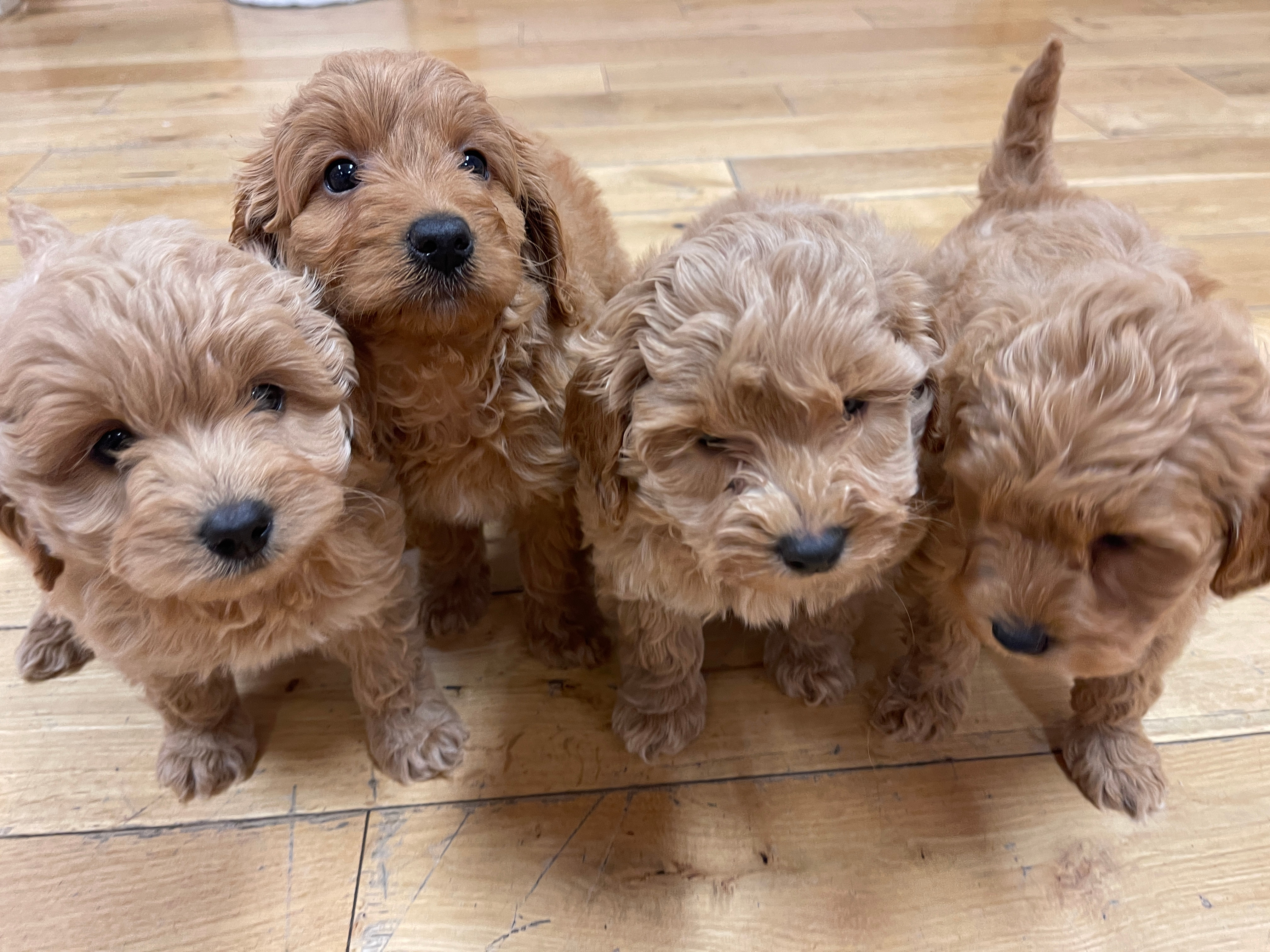 Puppy Yoga with Cockapoo & Cavapoo puppies - Friday 10th November 4 ...