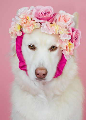 Boulder Pup © Customized Flower Dog Crown | Boulder Babe