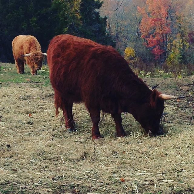 HOME | gardenfamilyfarm