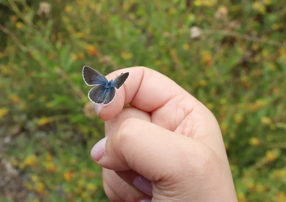 The Five Most Rare Butterflies on Earth