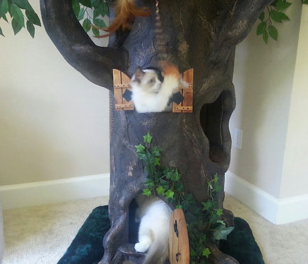 Large Cat Trees | United States | A Fantasy Forest