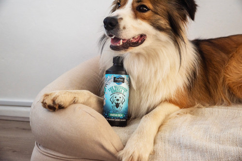 Omega Calm | The K9 Inn