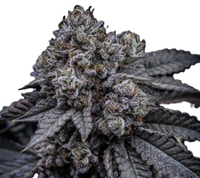 Grinch Mintz | Flavors | World Class Facilities | We Make Cannabis Our Life