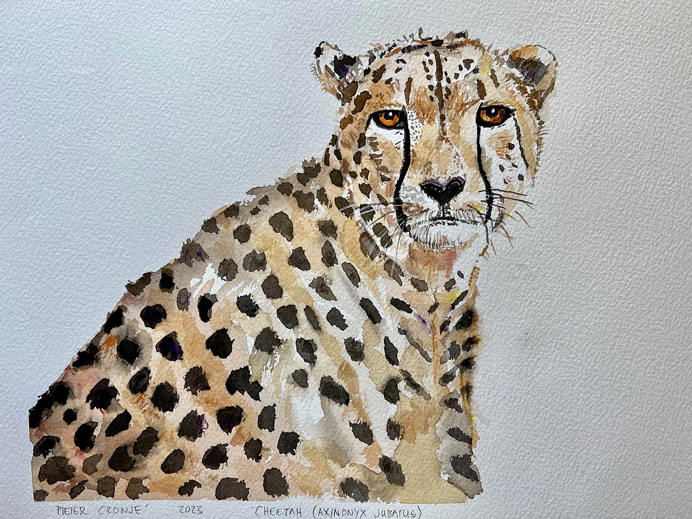 Cheetah 2023