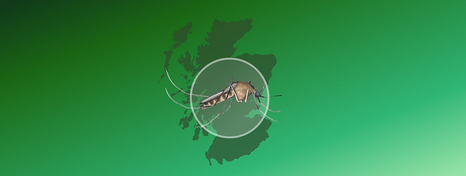 Mosquito photo guidance | Mosquito Scotland