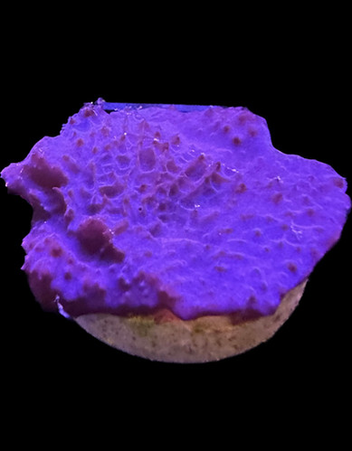 Photosynthetic Sponge Blue Plating | Coral Aqua Cult