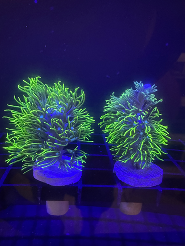 Green Star Polyp Branch GSP | Coral Aqua Cult