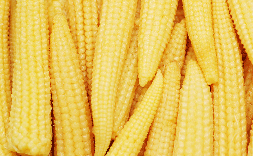 Origen de los elotitos tiernos