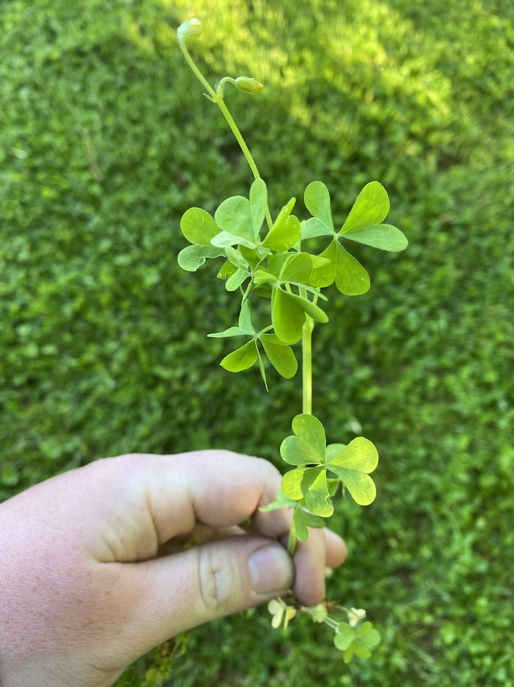 Edible Wood Sorrel (Oxalis spp)