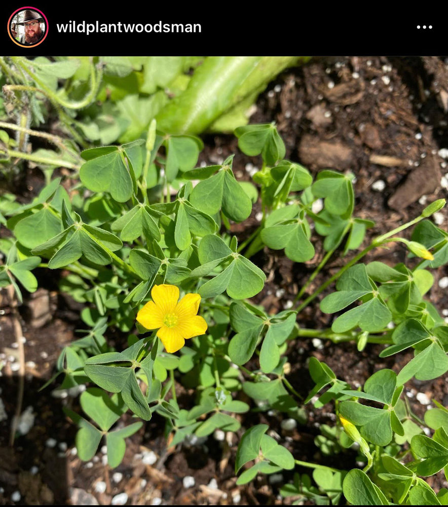 Edible Wood Sorrel (Oxalis spp)
