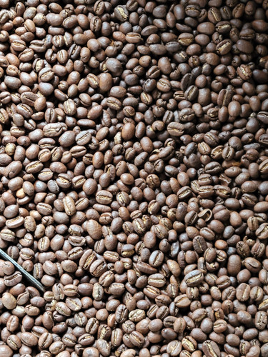 5 lb Organic Nicaragua el Porvinir | SigBrew Coffee Co