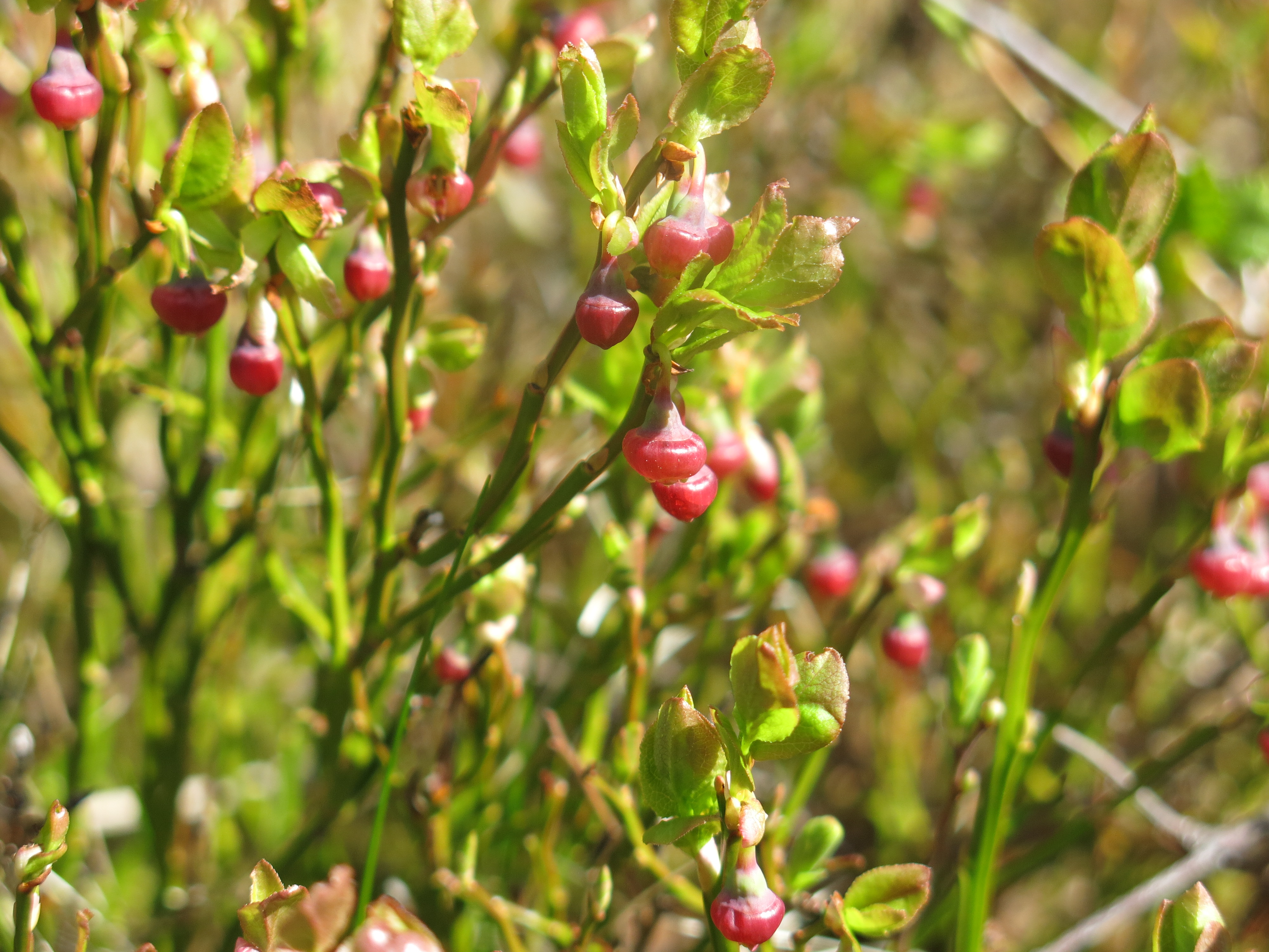 Bláberjalyng og Aðalbláberjalyng