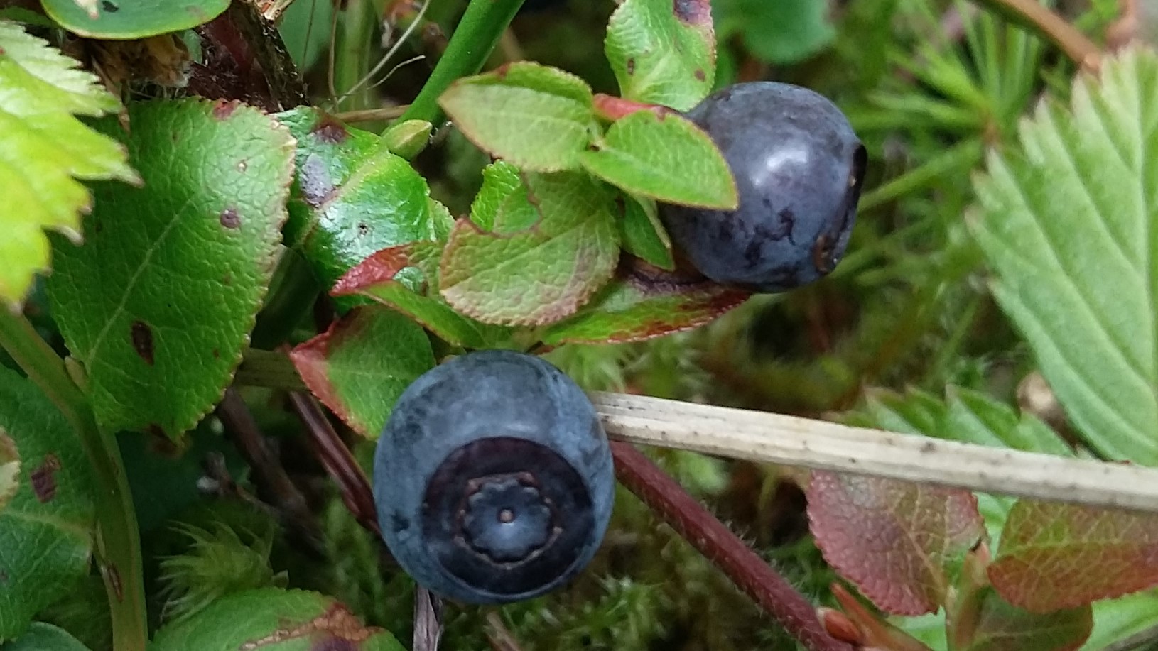 Bláberjalyng og Aðalbláberjalyng