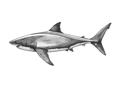 Spicoli Drawing | rittercraft