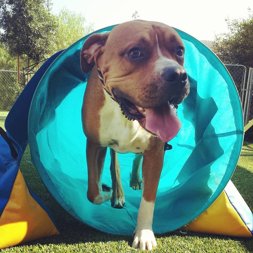 Home | sunnydayacres