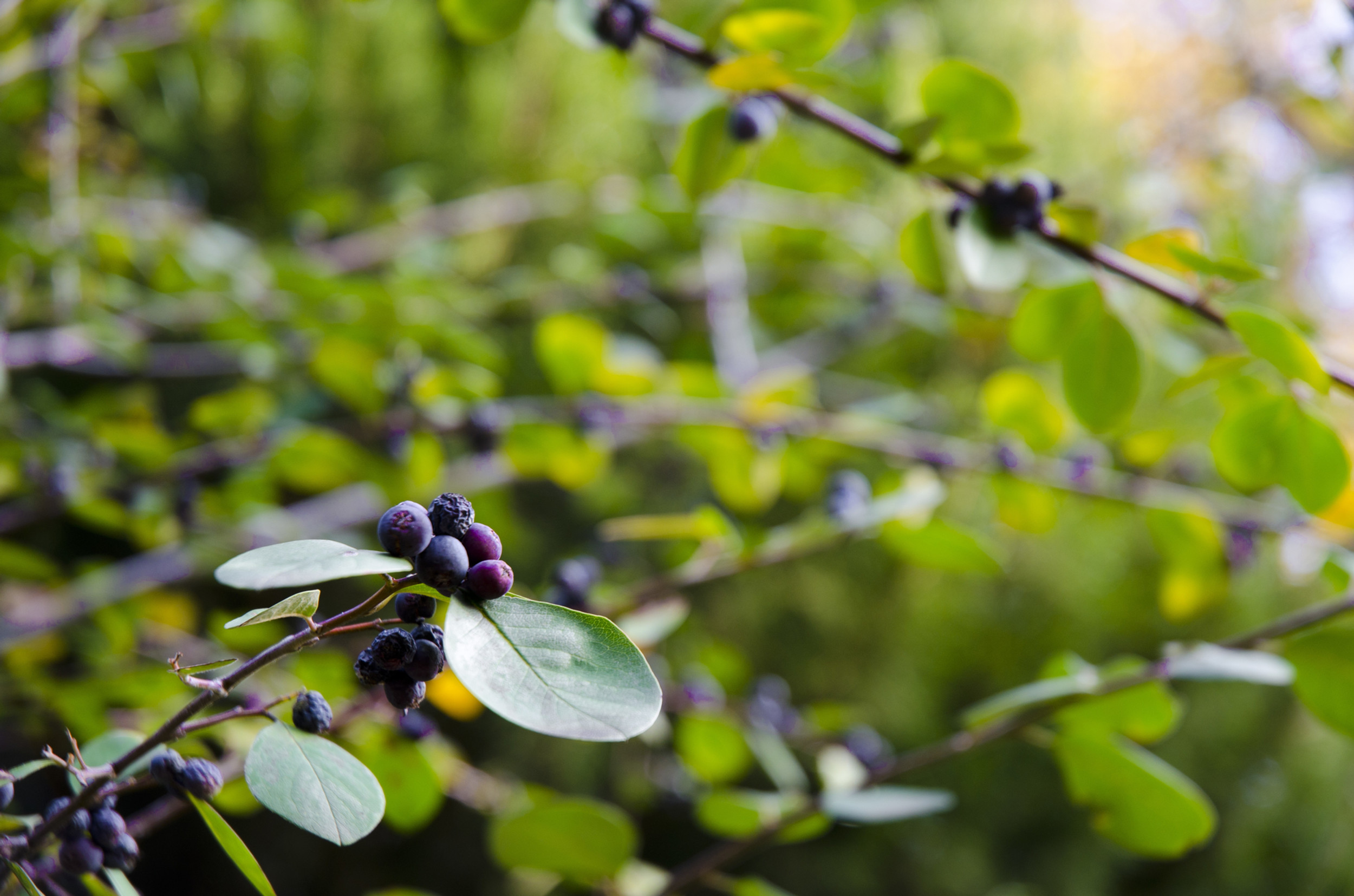 Bulk Huckleberry Supplier | foodguys