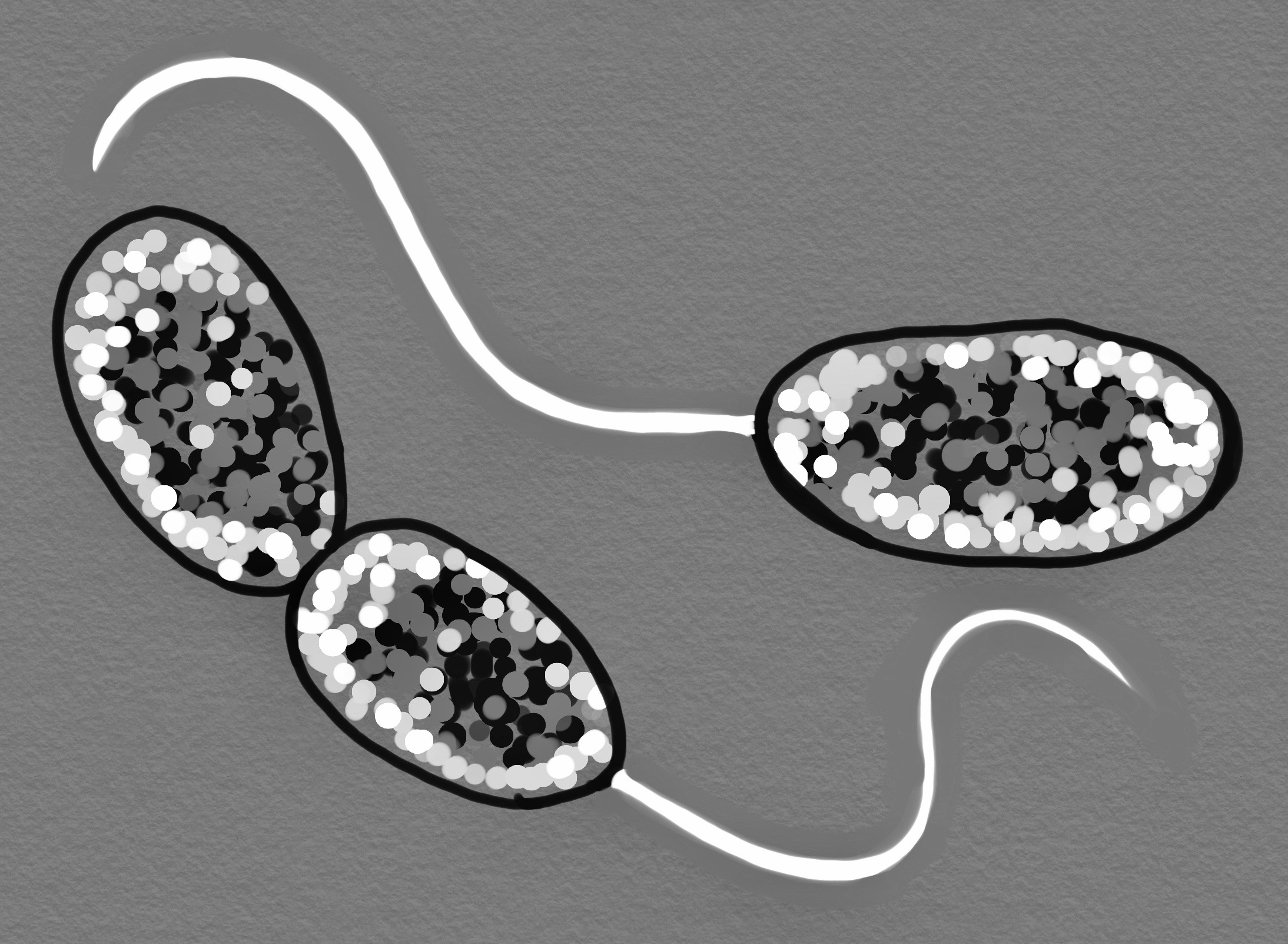 Nitrobacter Sp Bacteria Tem Photograph By Pasieka