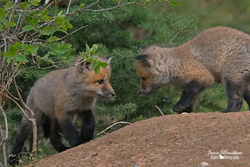 Red Fox Kitts | My Site 2