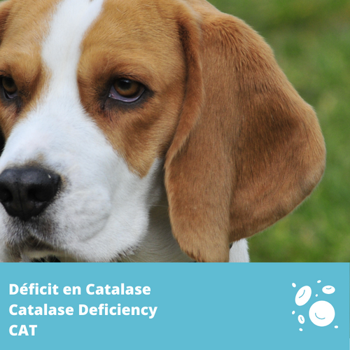 Catalase Deficiency (CAT) | Bêtagène